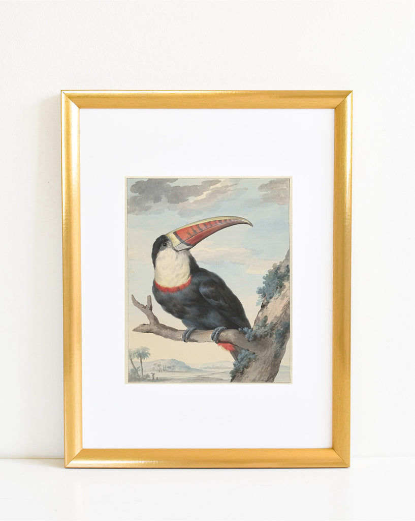 Red-billed Toucan – Collectiv Co.